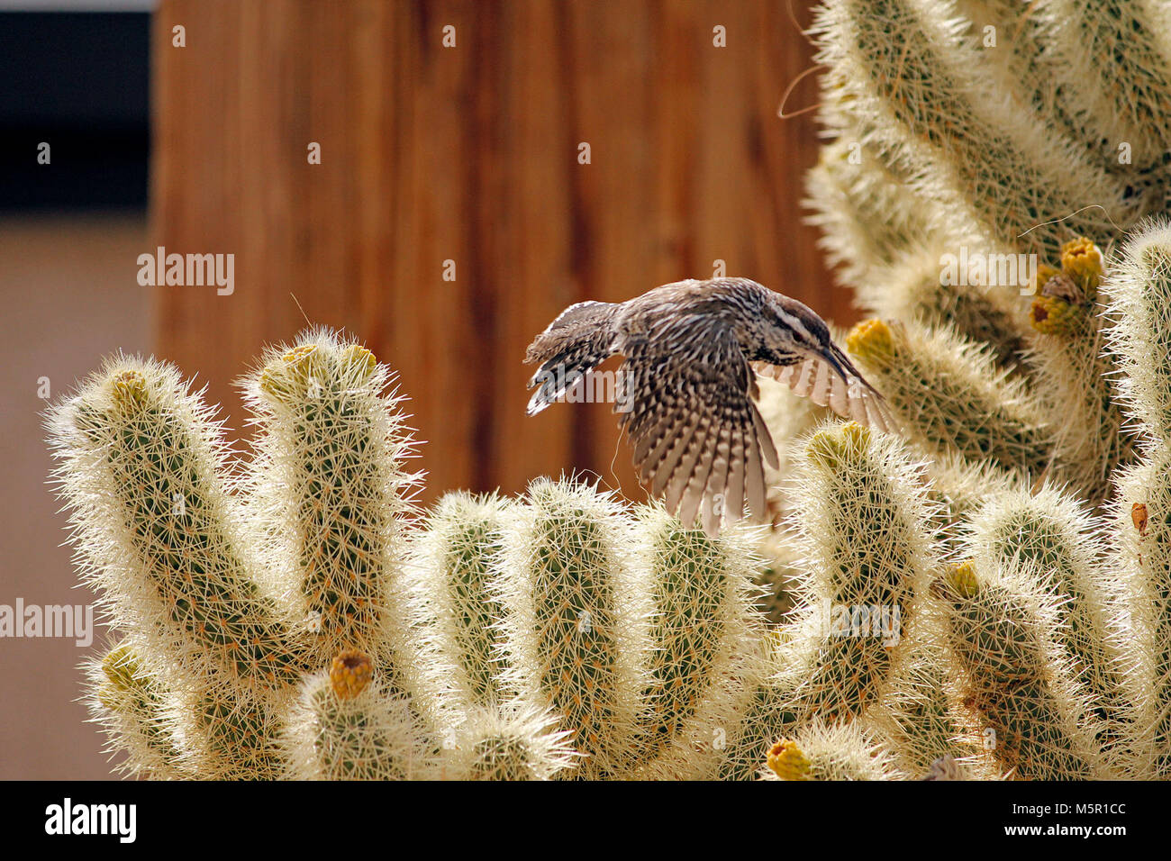 Cactus wren nest hi-res stock photography and images - Alamy