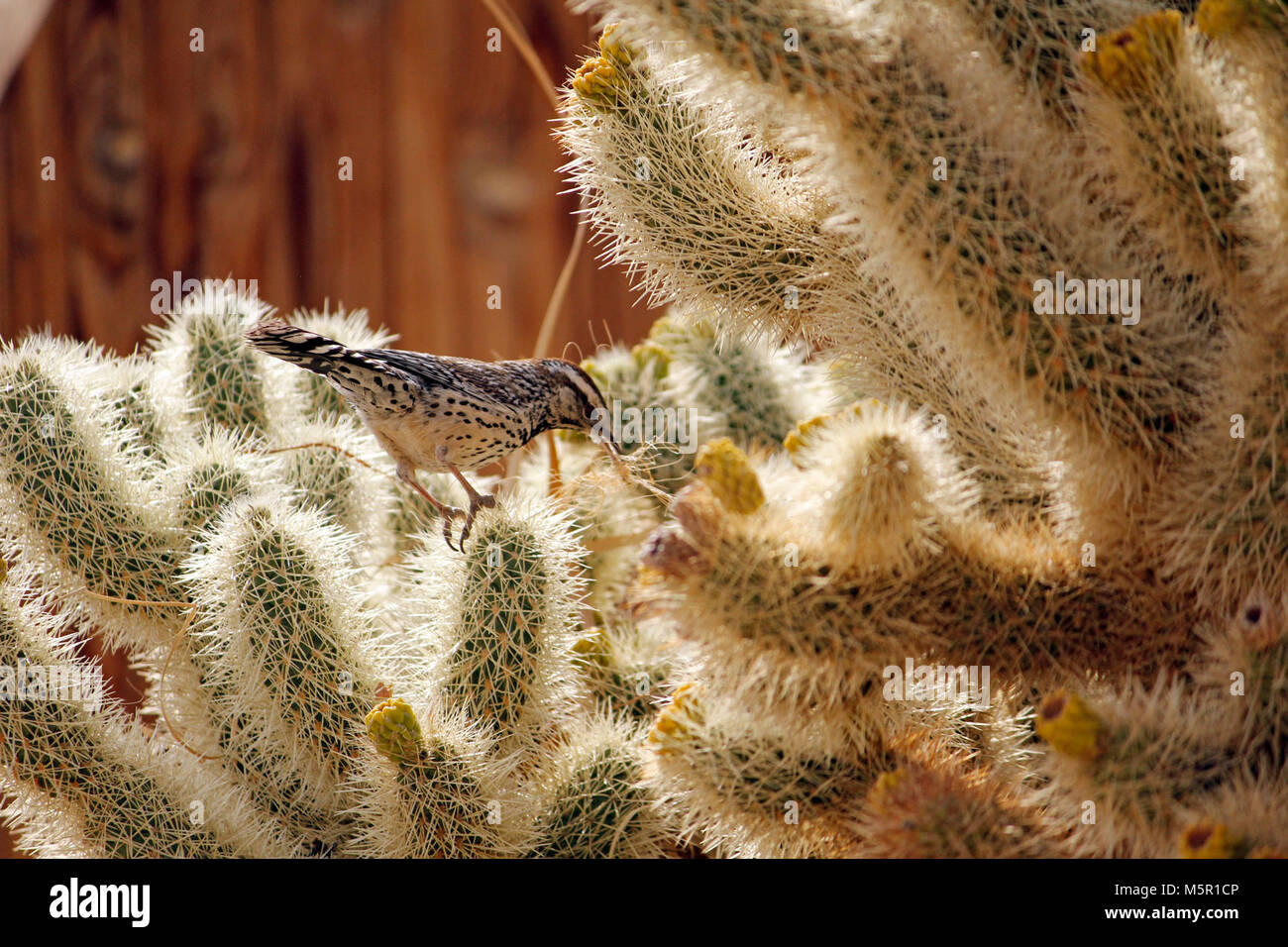 Cactus wren nest hi-res stock photography and images - Alamy