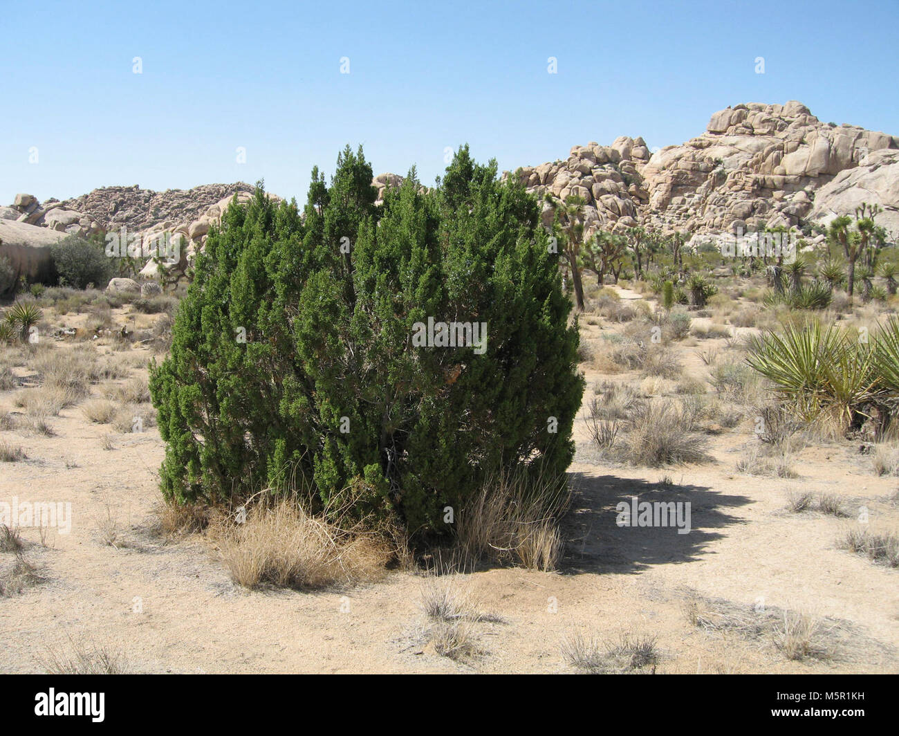 California juniper (Juniperus califonica); Barker Dam Trail Stock Photo ...