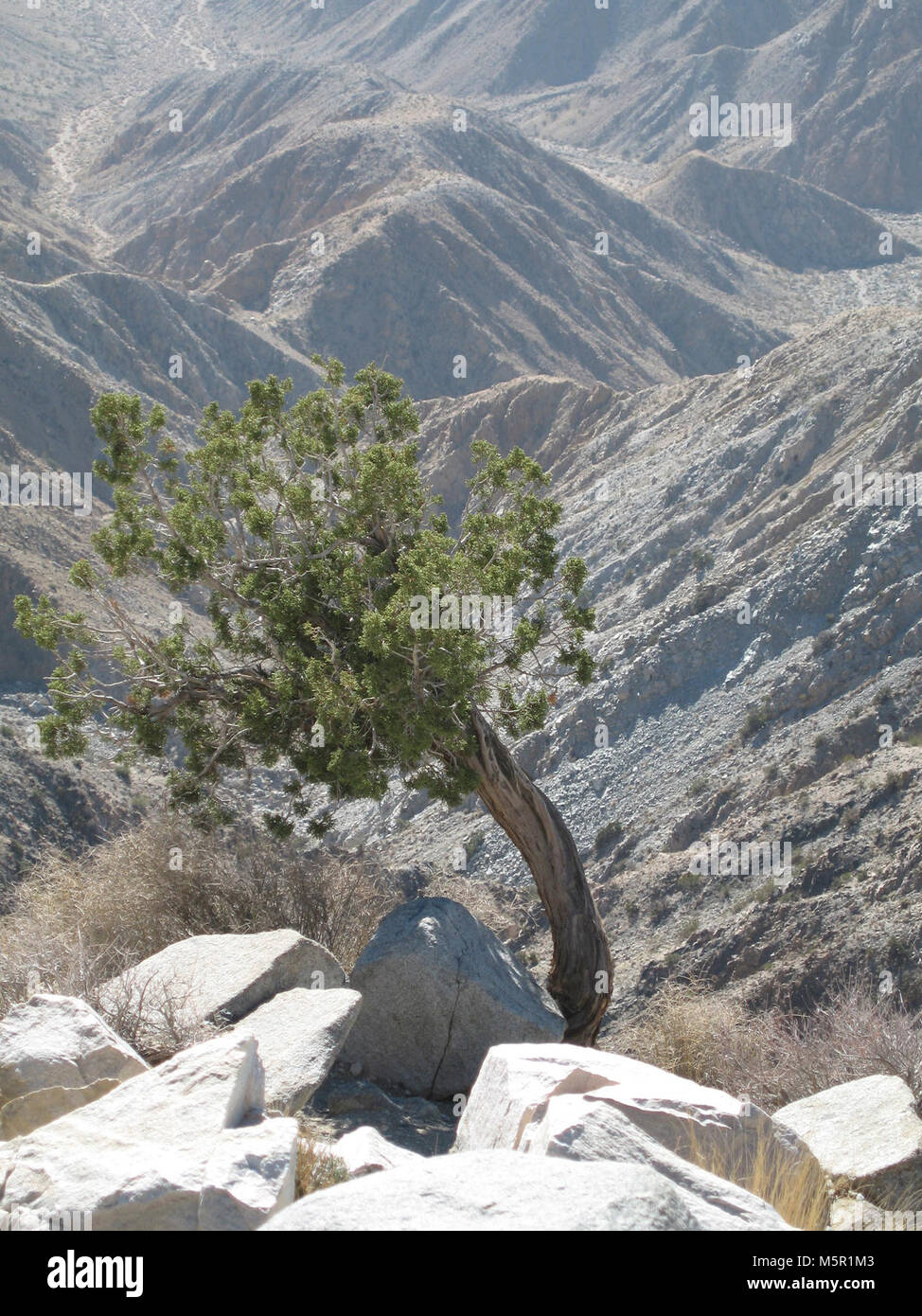 Juniperus californica hi-res stock photography and images - Alamy
