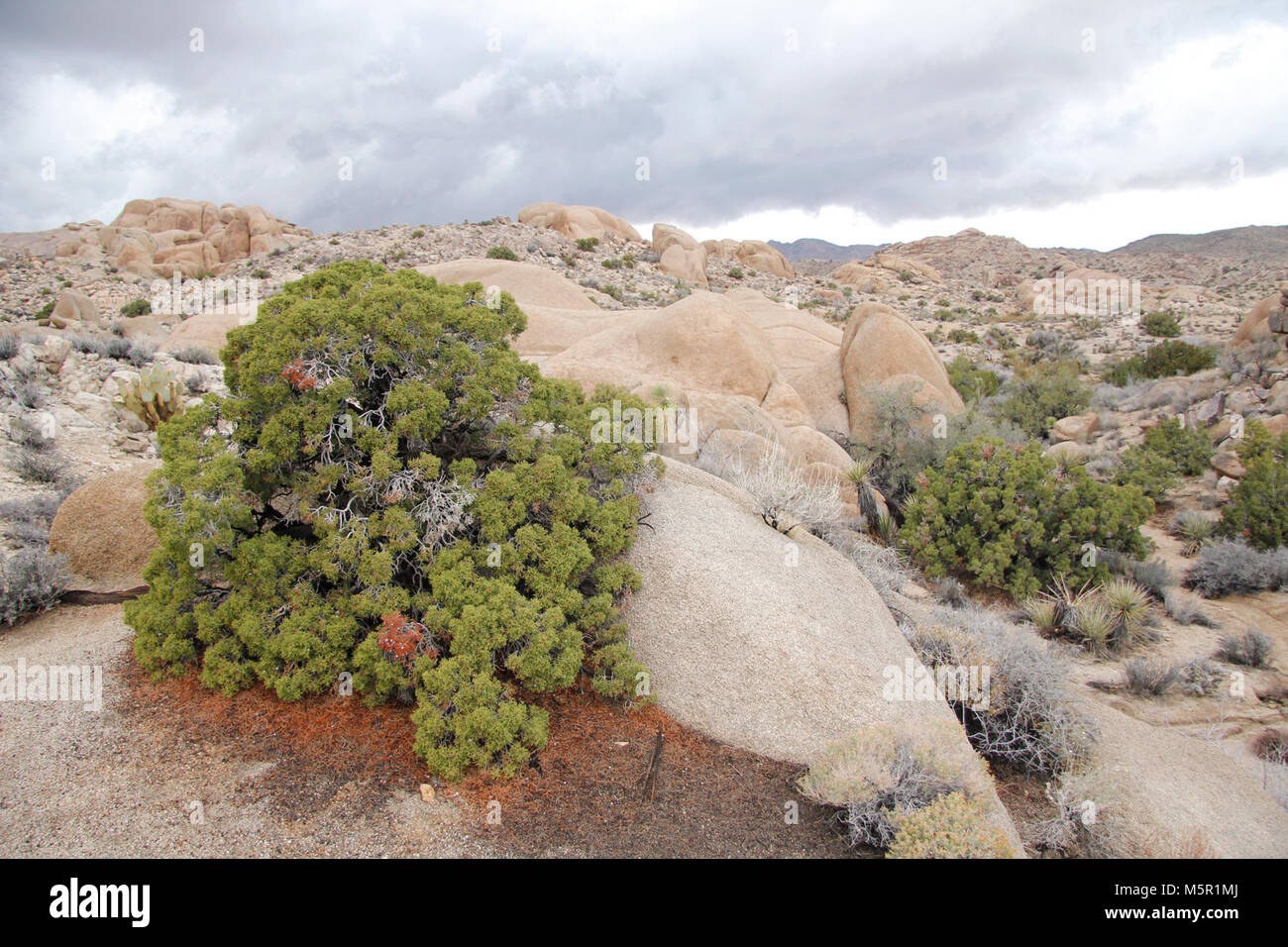 California juniper (Juniperus californica Stock Photo - Alamy
