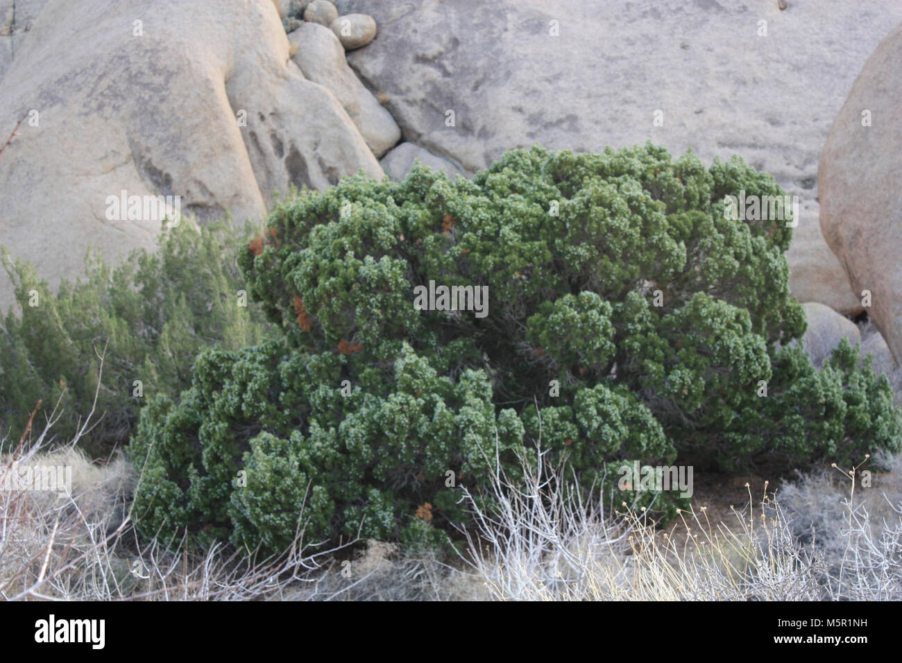 California juniper (Juniperus califonica); Split Rock Loop Trail Stock ...