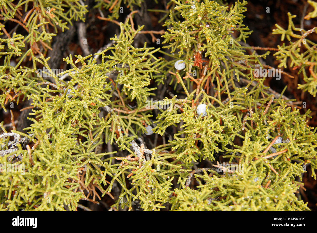 California juniper (Juniperus californica Stock Photo - Alamy