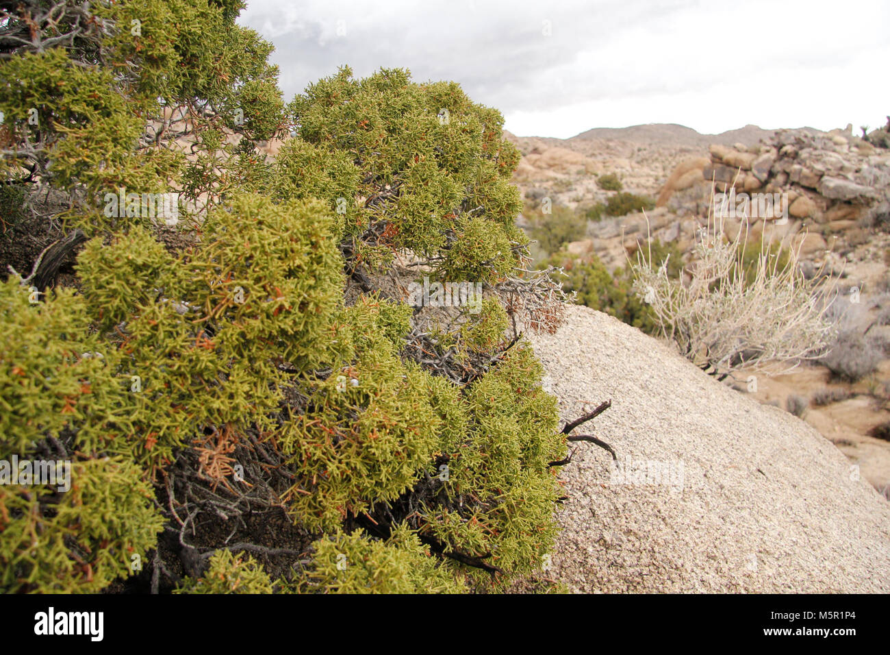 California juniper (Juniperus californica Stock Photo - Alamy