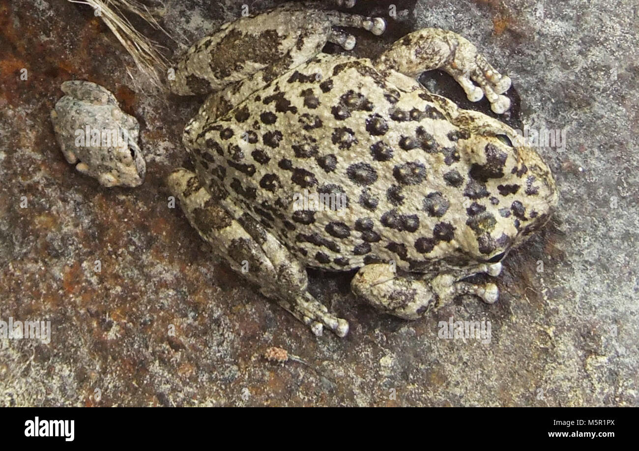 California tree frog (Pseudacris cadaverina); adult Stock Photo - Alamy