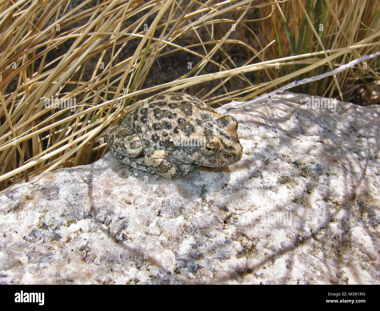 California tree frog (Pseudacris cadaverina Stock Photo - Alamy