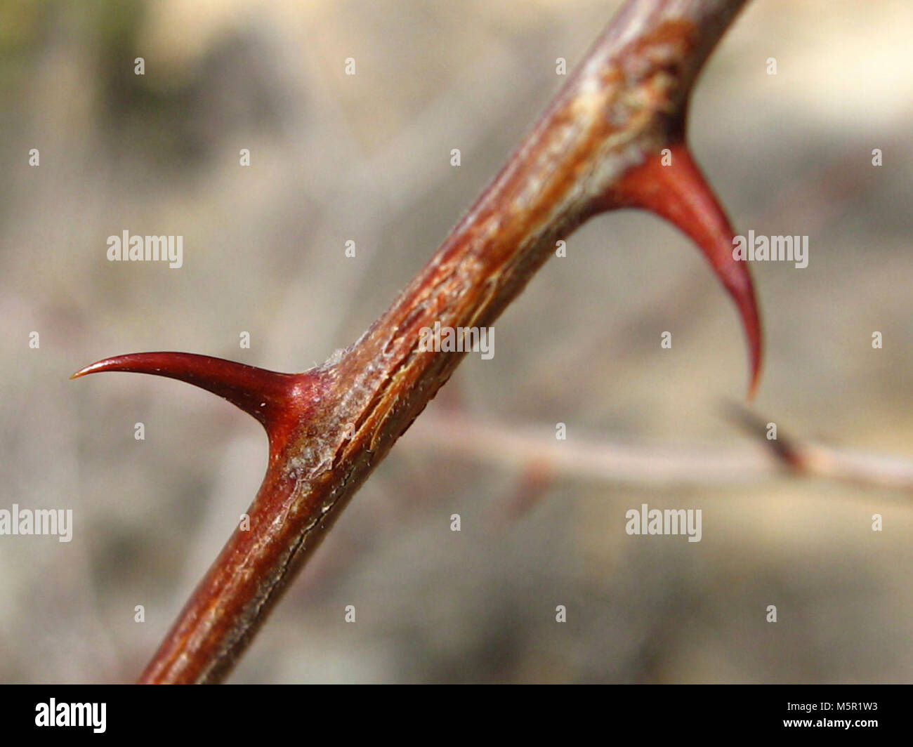 Catclaw acacia (Acacia greggii); Wonderland of Rocks Stock Photo - Alamy
