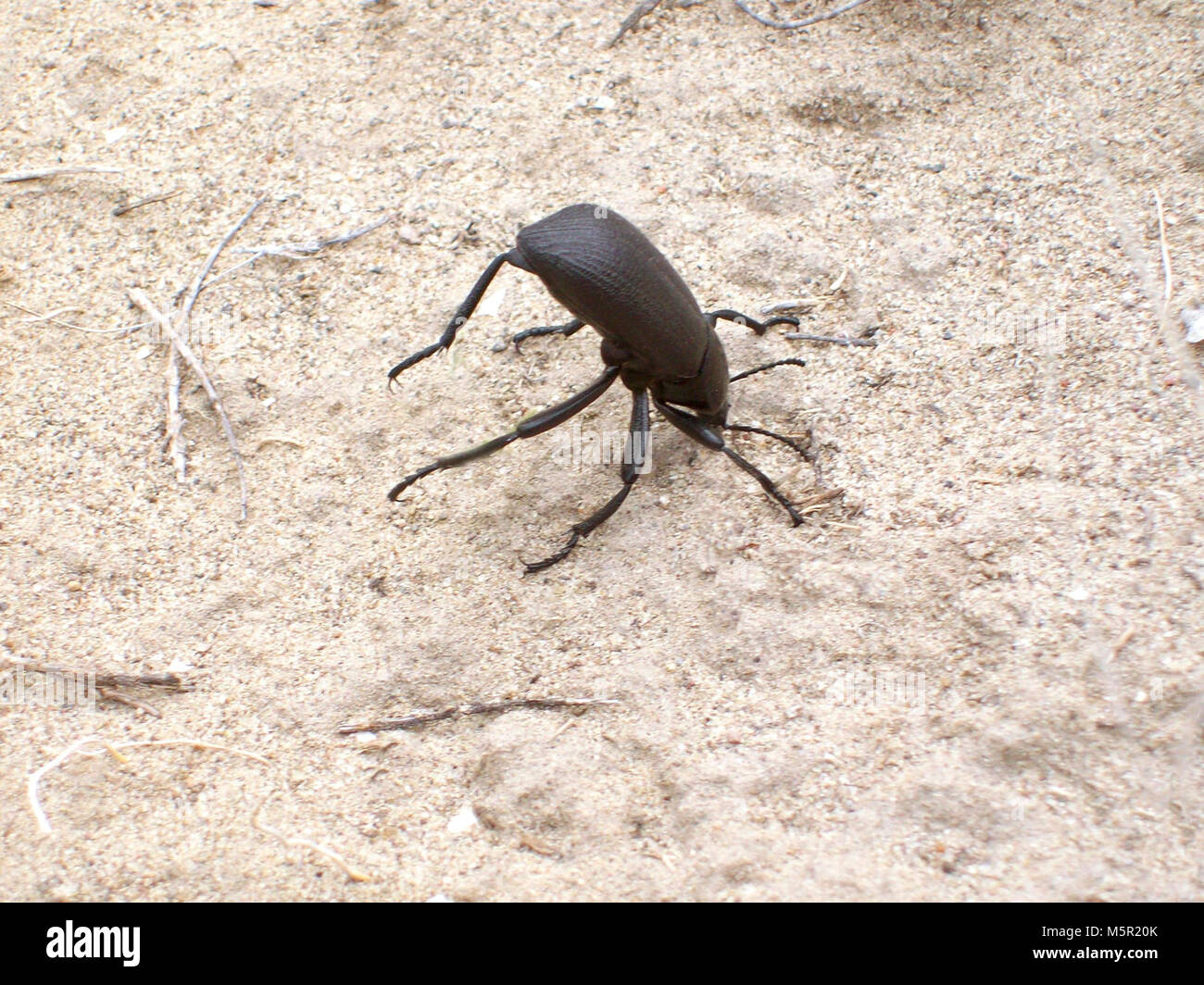 Circus Beetle Doing Headstand Stock Photo - Alamy