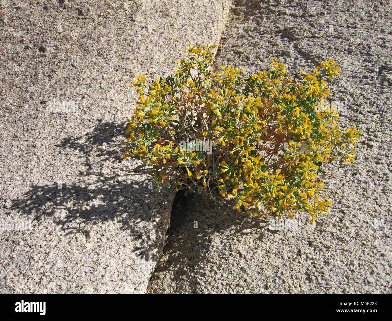 Cliff goldenbush (Ericameria cuneata); Wonderland of Rocks Stock Photo ...