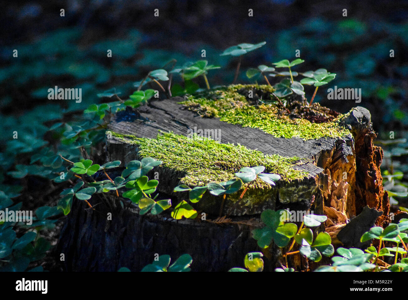 The UC Berkeley Botanical Garden is an incredible source of natural ...