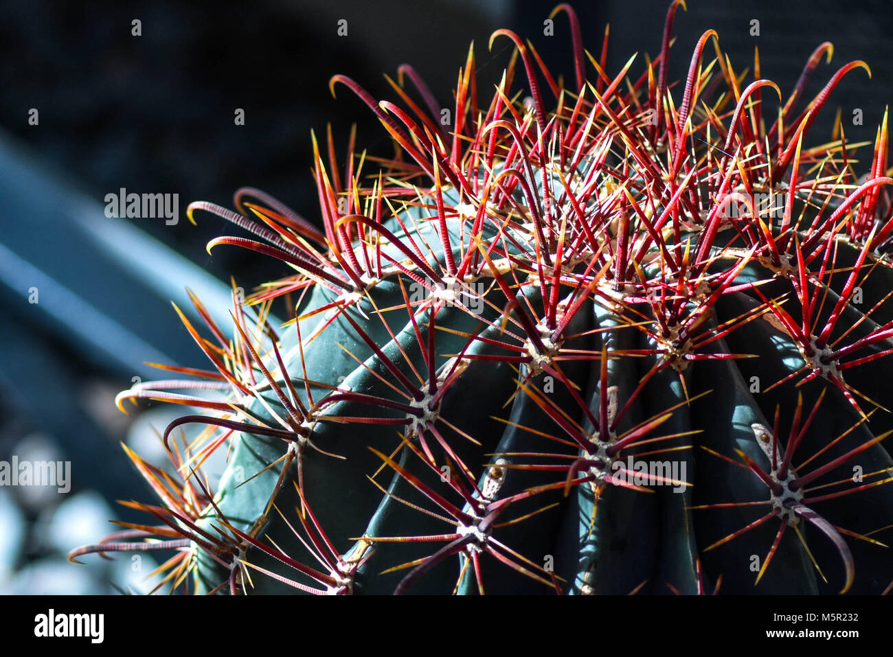 The UC Berkeley Botanical Garden is an incredible source of natural ...