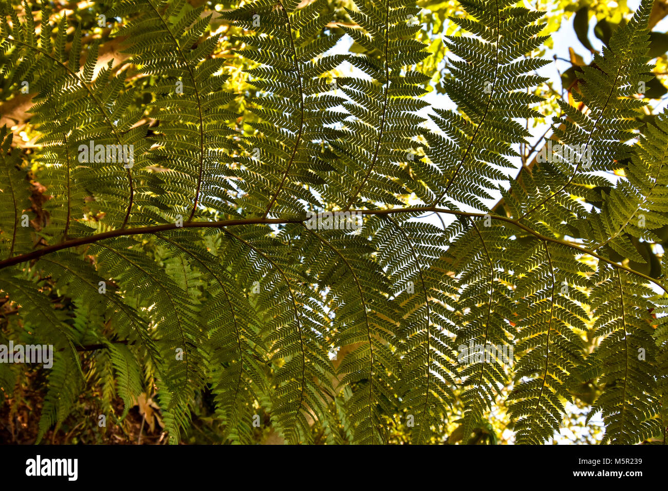 The UC Berkeley Botanical Garden is an incredible source of natural ...