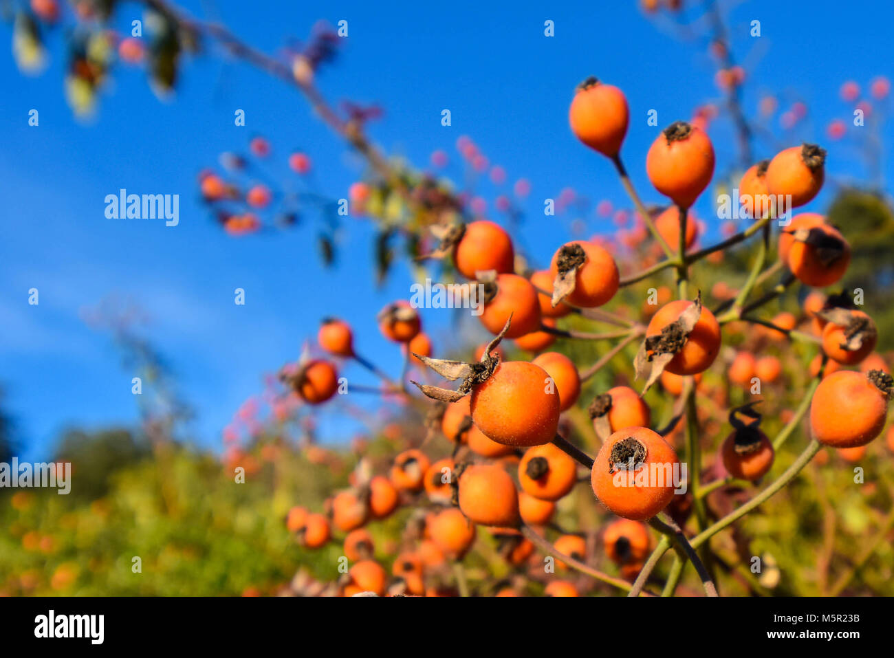 The UC Berkeley Botanical Garden is an incredible source of natural ...