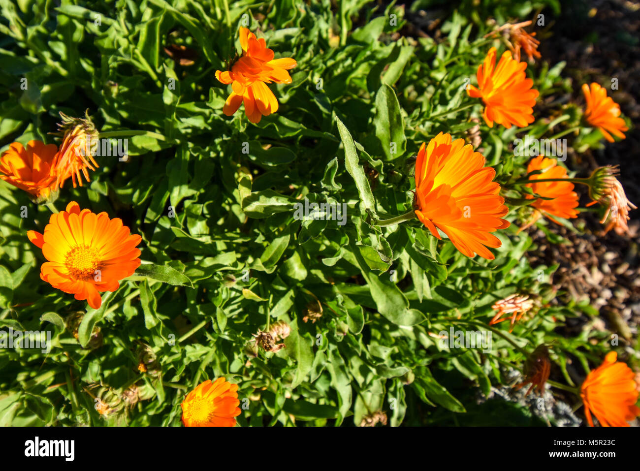 The UC Berkeley Botanical Garden is an incredible source of natural ...