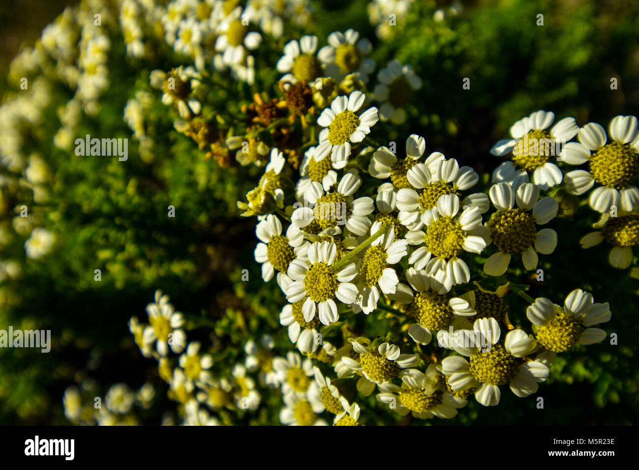 The UC Berkeley Botanical Garden is an incredible source of natural ...