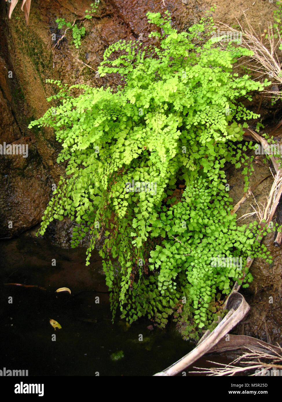 Common maidenhair (Adiantum capillus-veneris Stock Photo - Alamy