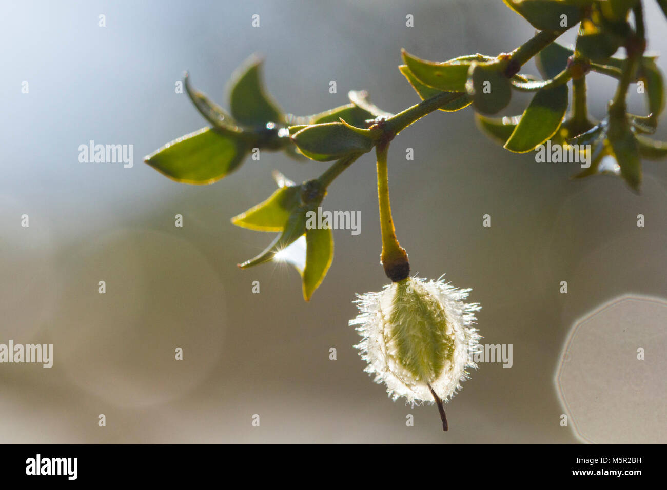 Creosote (Larrea tridentata) seed Stock Photo - Alamy