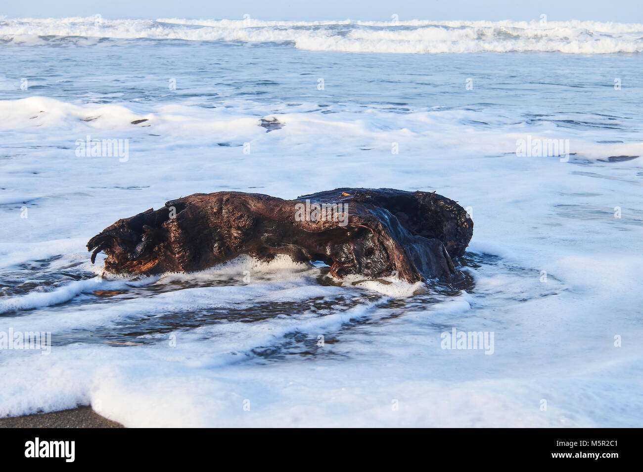 Chilca peru hi-res stock photography and images - Alamy