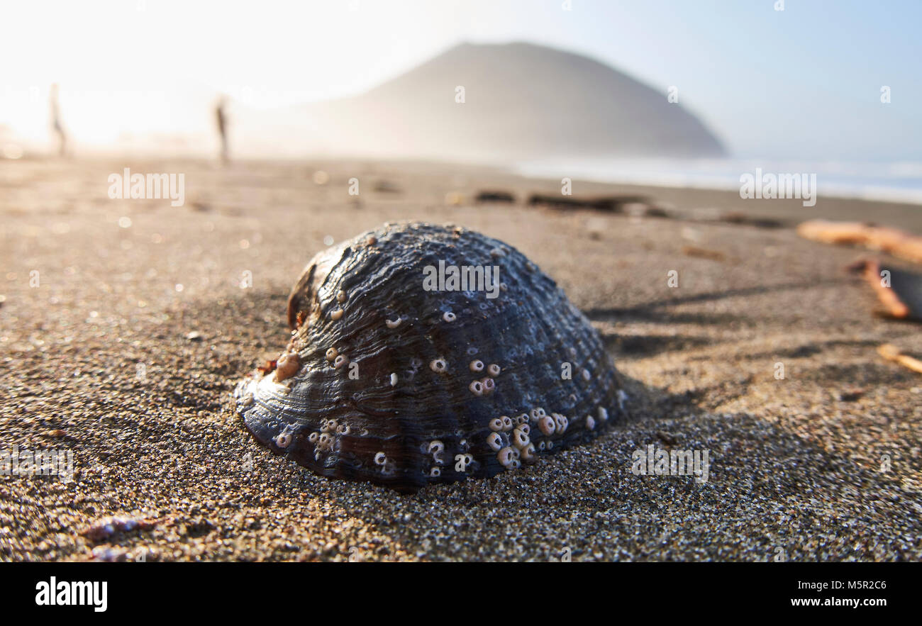 Chilca peru hi-res stock photography and images - Alamy