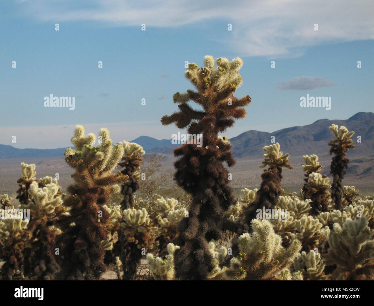 Cylindropuntia bigelovii mojave hi-res stock photography and images - Alamy