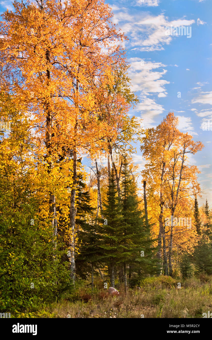 Fall foliage of the Superior National Forest on North Shore of Lake ...