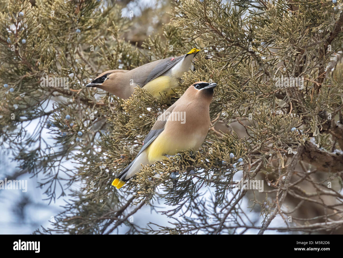 Two cedar waxwings (Bombycilla cedrorum) eating juniperus berries at ...