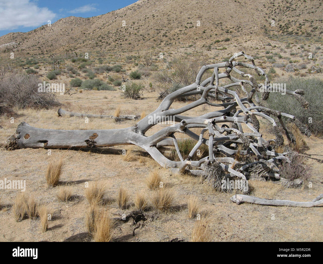 Dead Joshua tree (Yucca brevifolia); Covington Flats Stock Photo - Alamy