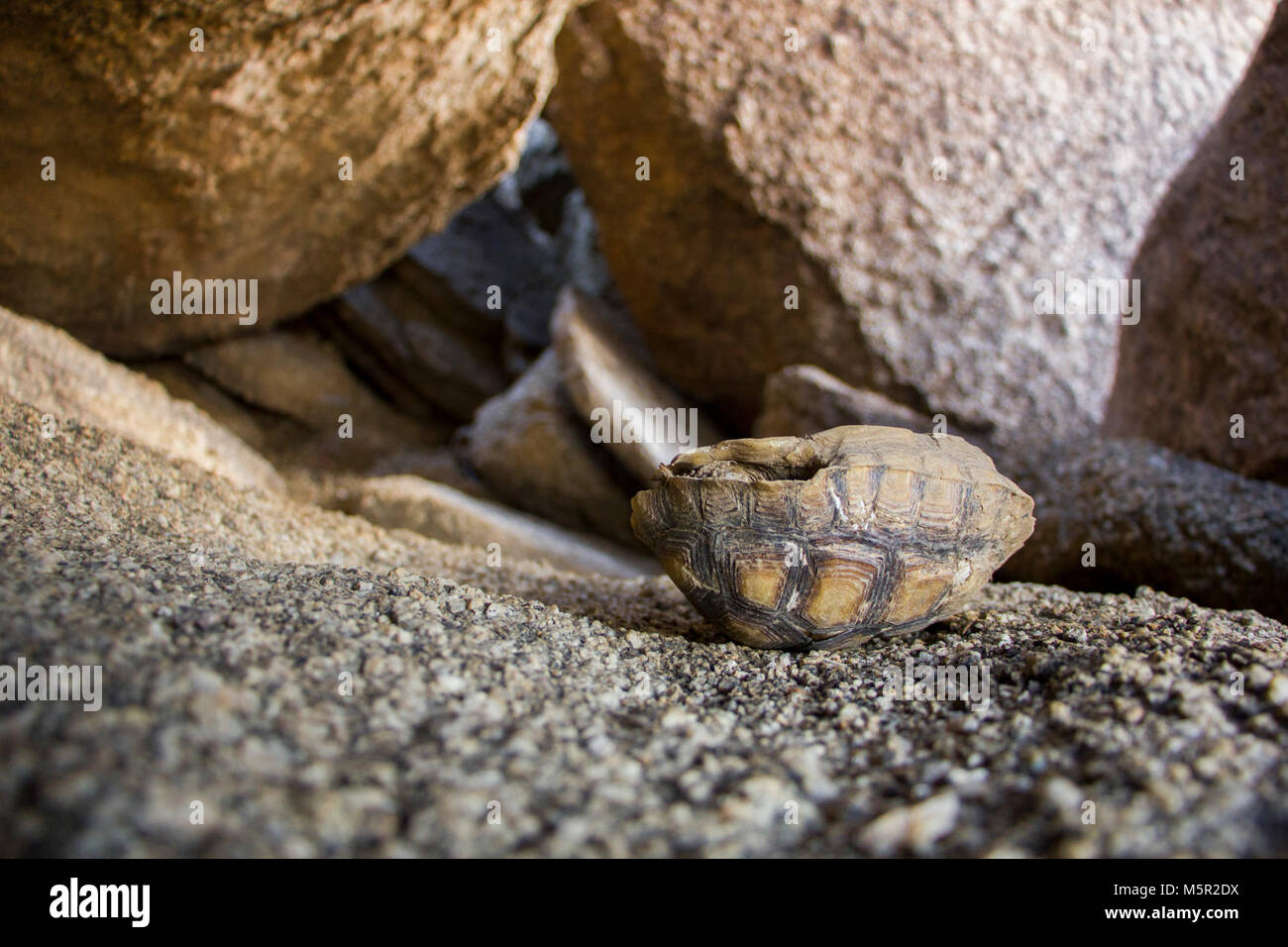 Dead juvenile tortoise Stock Photo - Alamy