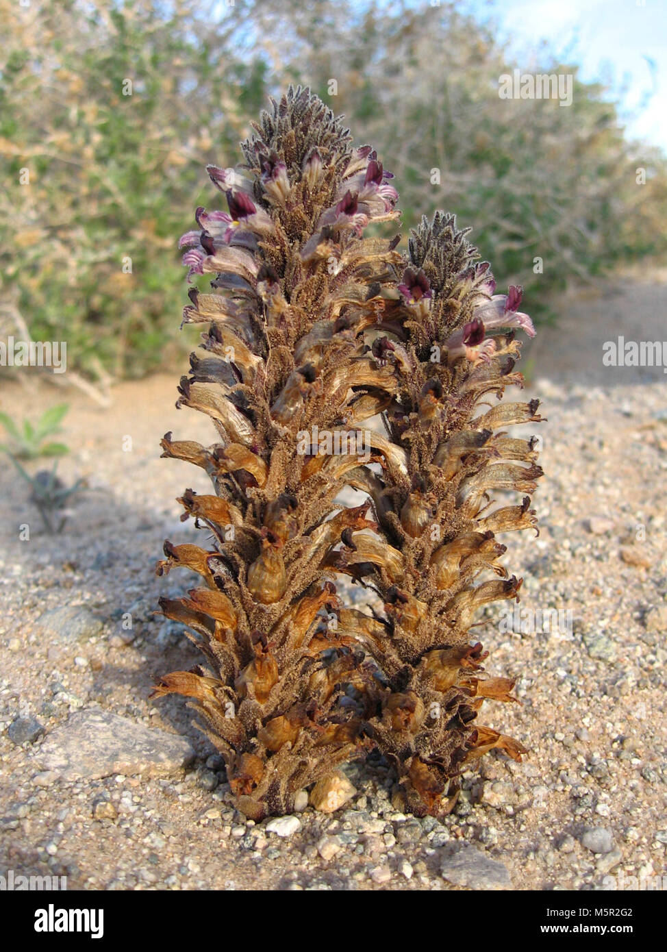 Desert broomrape (Orobanche cooperi); Old Dale Road Stock Photo - Alamy