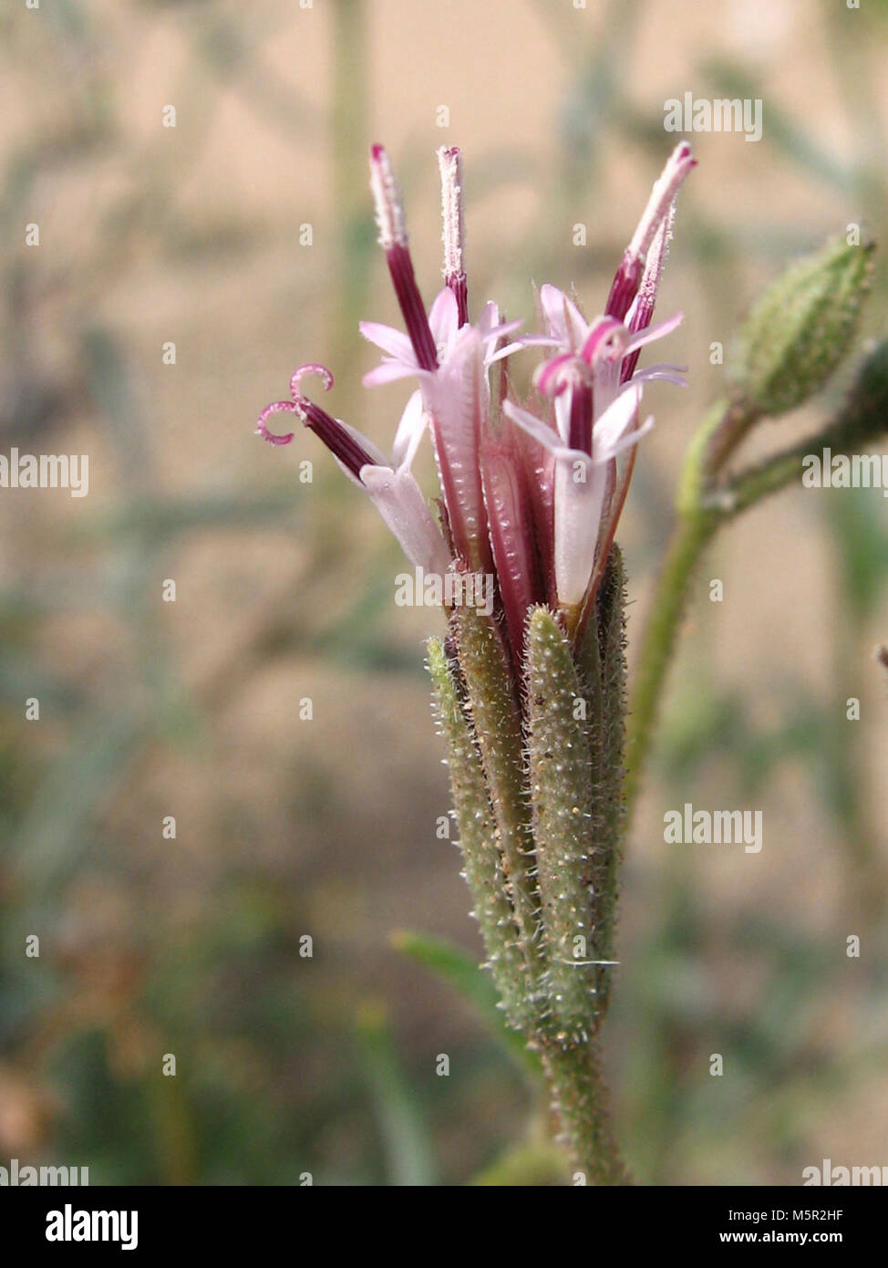 Palafoxia hi-res stock photography and images - Alamy