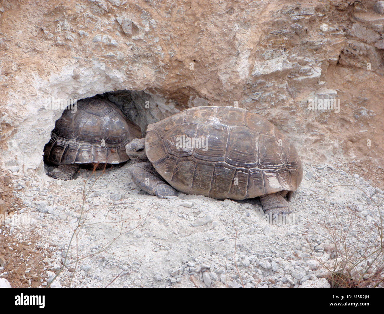 Desert tortoise (Gopherus agassizii) at burrow Stock Photo - Alamy
