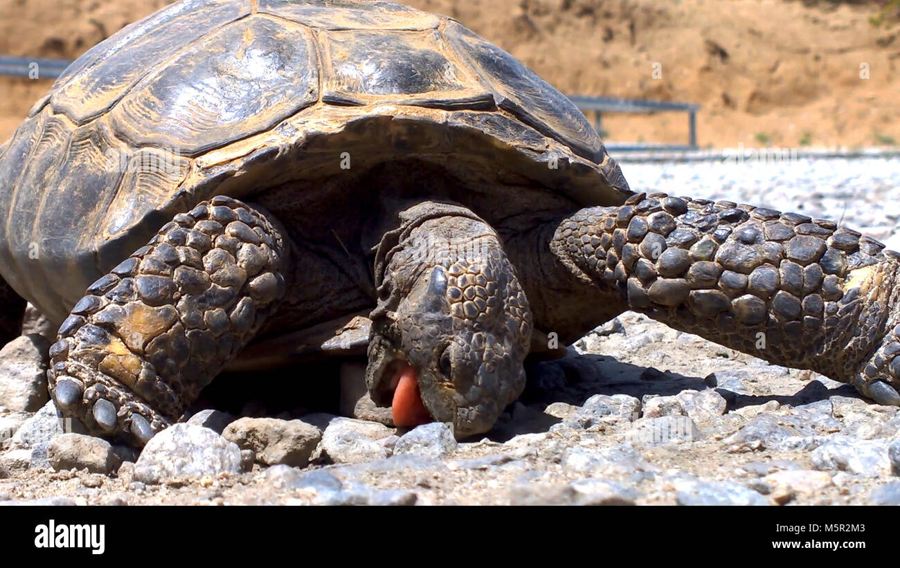Gopherus eating hi-res stock photography and images - Alamy