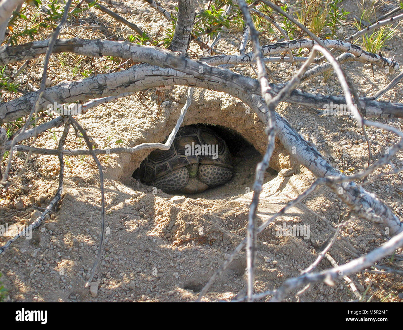 Desert tortoise burrow hi-res stock photography and images - Alamy