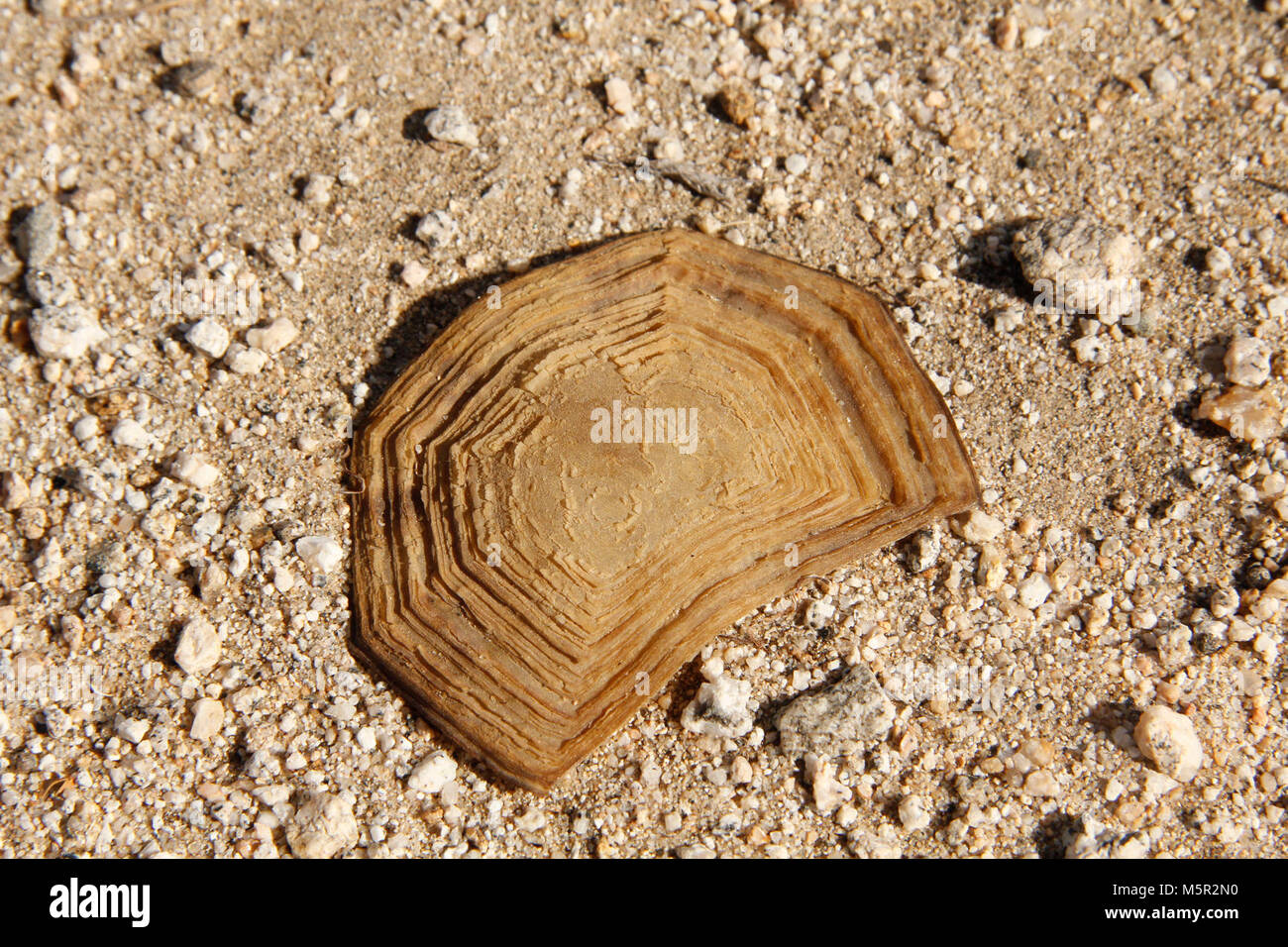 Desert tortoise shell (Gopherus agassizii) shell Stock Photo - Alamy