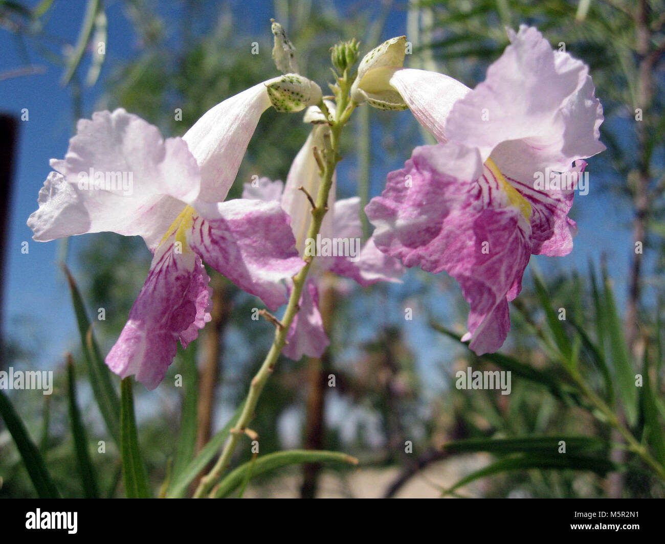 Desert willow (Chilopsis linearis Stock Photo - Alamy