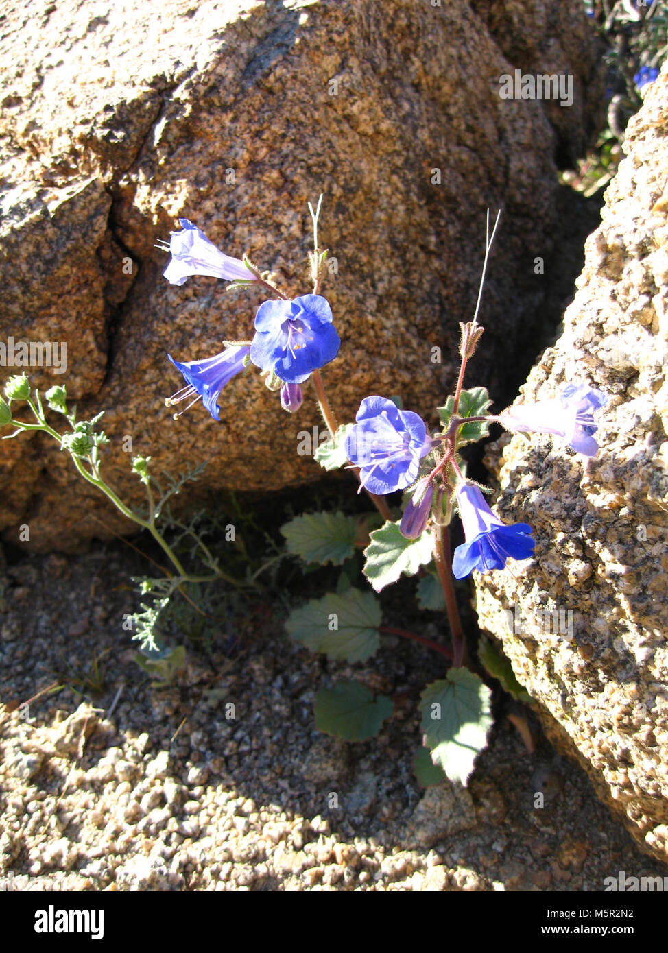 Desertbells (Phacelia campanularia); Palms Trail Stock Photo - Alamy