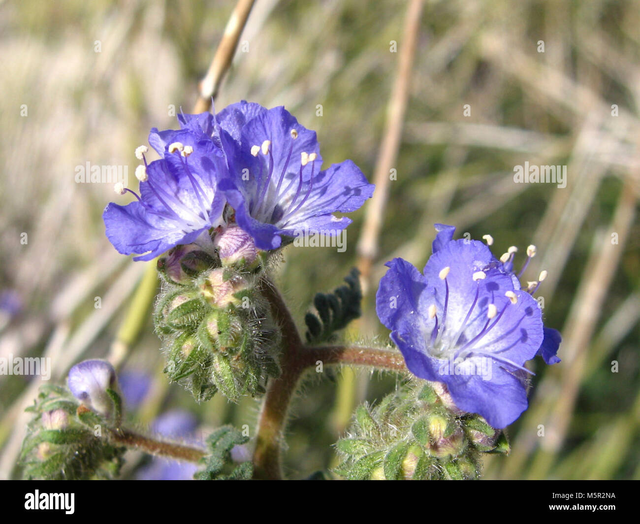 Distant phacelia (Phacelia distans); Sheep Hole Pass Stock Photo - Alamy