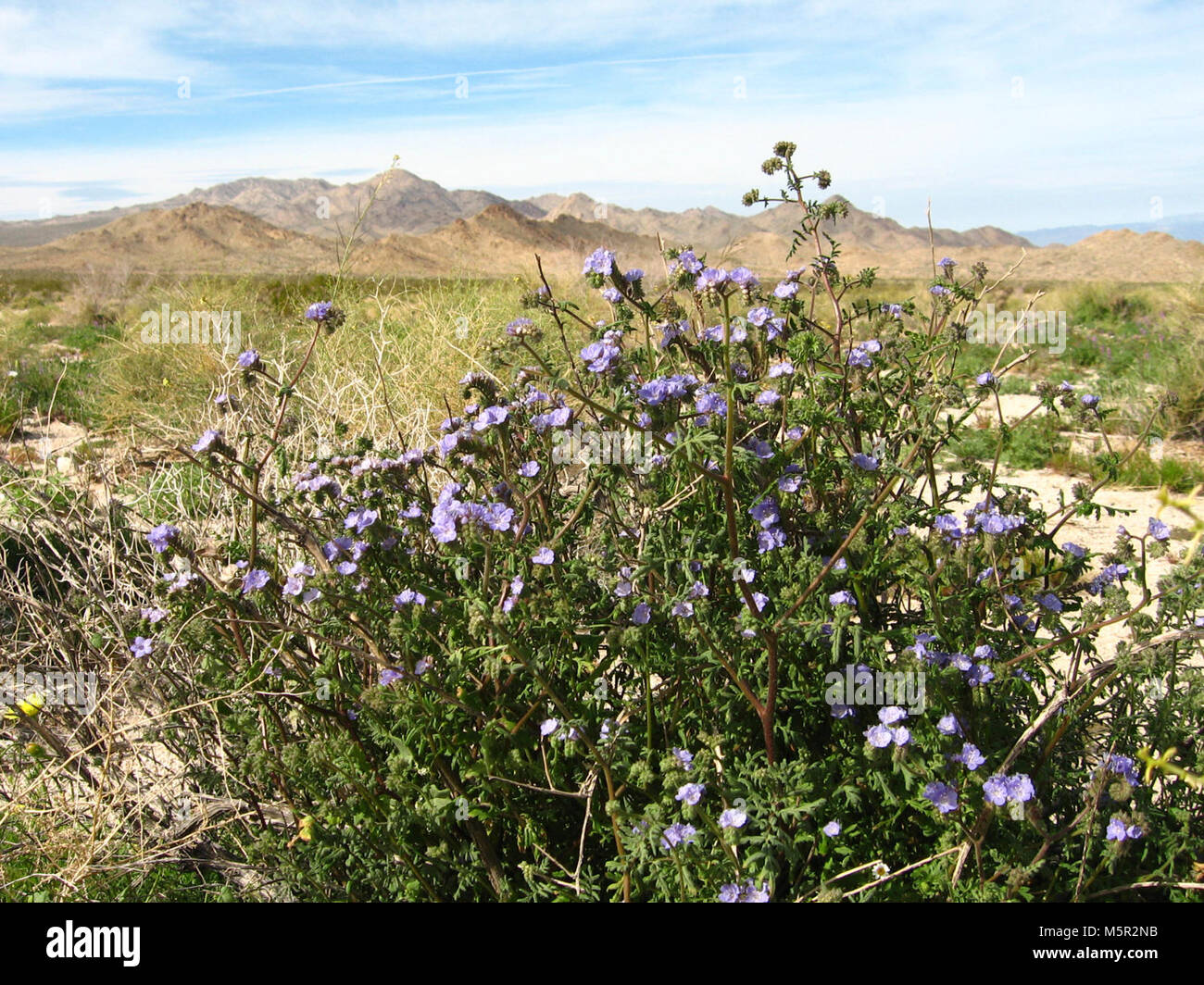 Distant phacelia (Phacelia distans); Sheep Hole Pass Stock Photo - Alamy