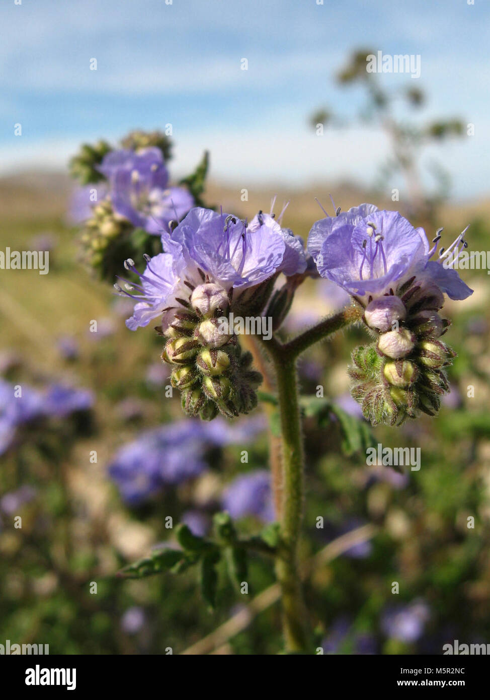 Distant phacilia (Phacelia distans); Sheep Hole Pass Stock Photo - Alamy
