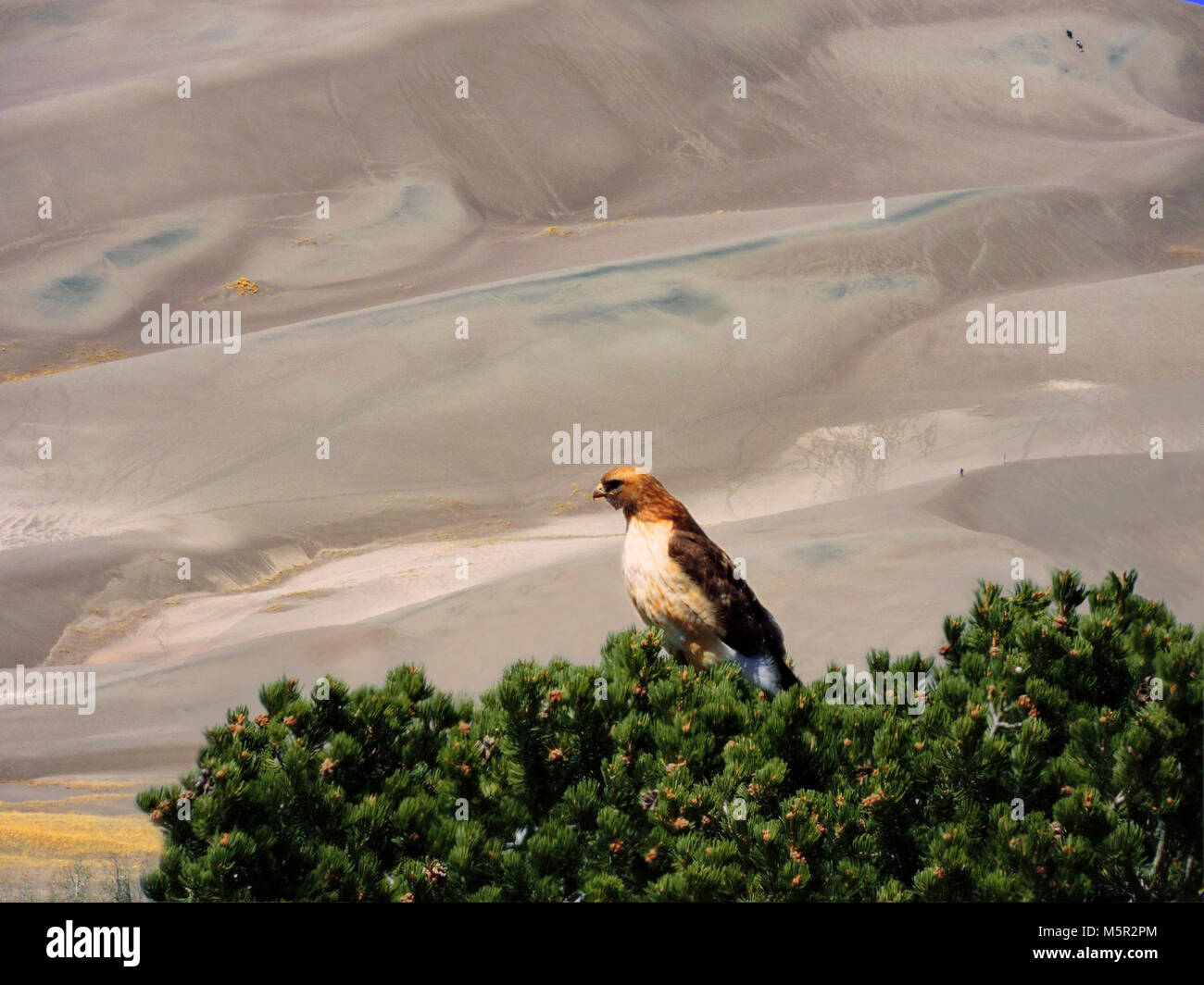 Dunes Hawk Stock Photo - Alamy