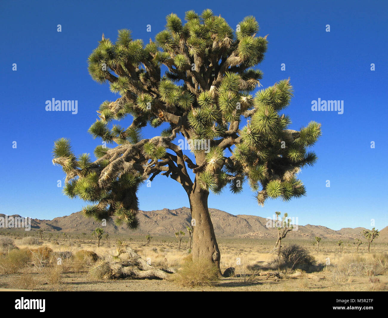 Yucca colorado national monument hi-res stock photography and images ...