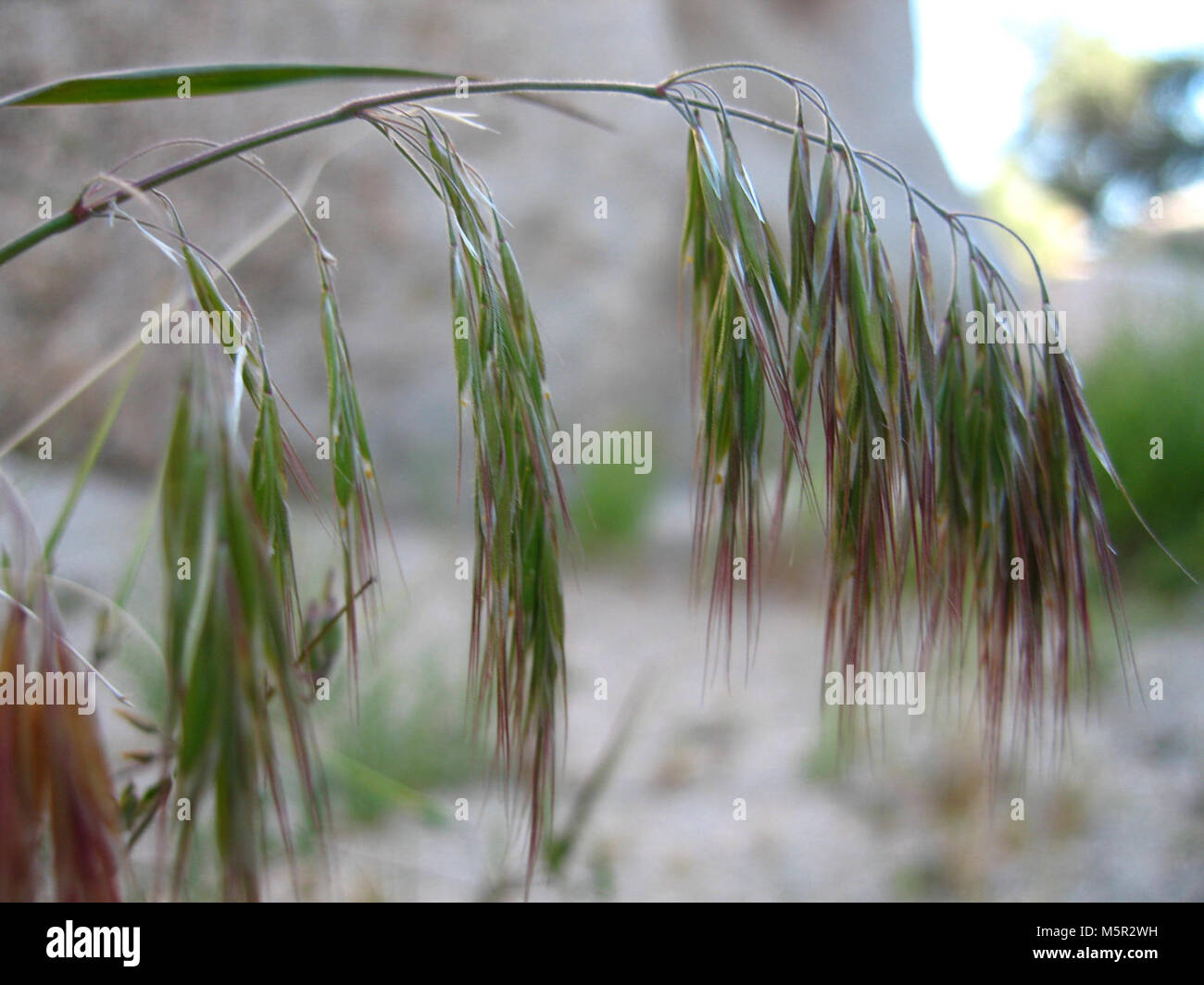 Cheatgrass fire hi-res stock photography and images - Alamy