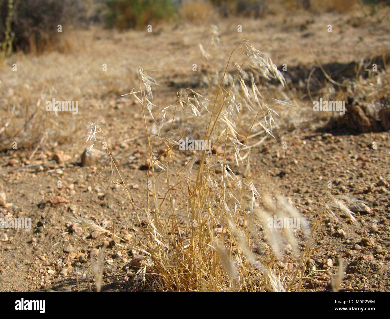 Exotic Invasive Cheatgrass (Bromus tectorum); Stubbe Springs Trail ...