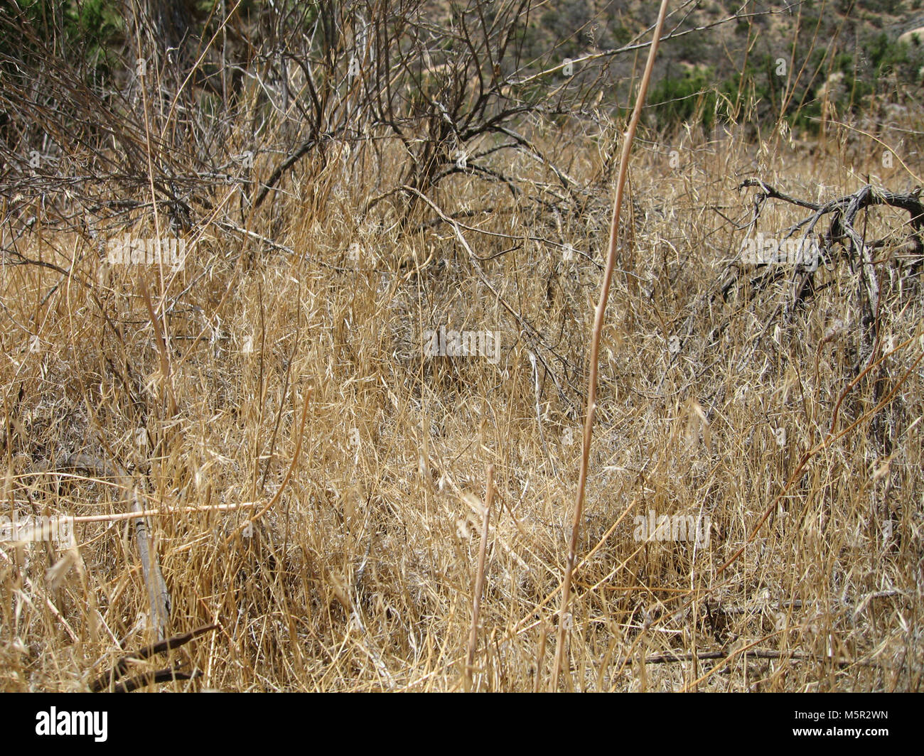Cheatgrass hi-res stock photography and images - Alamy
