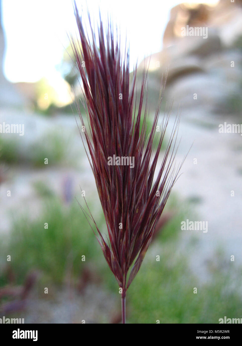 Exotic invasive red brome (Bromus madriensis rubens); Hidden Valley ...