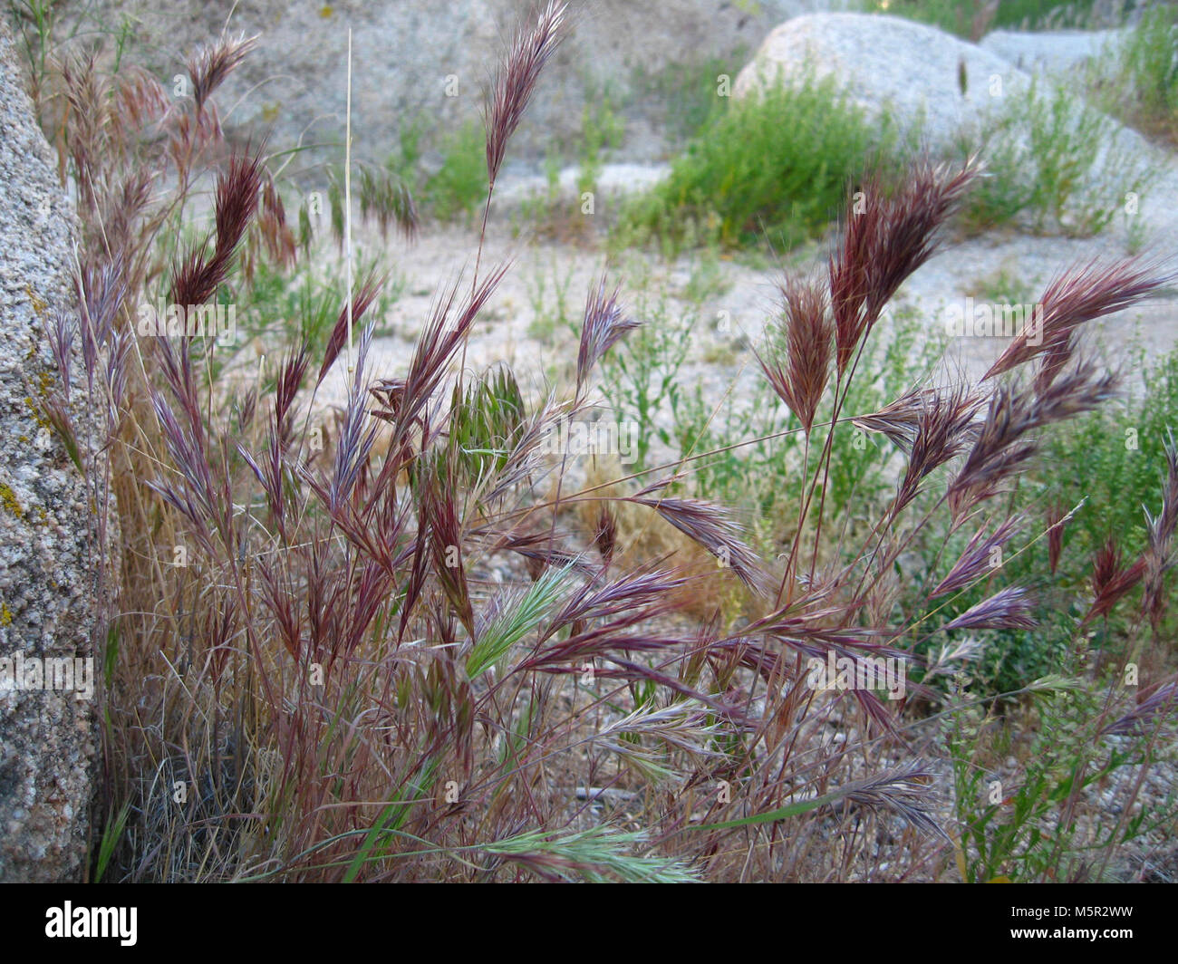 Exotic invasive red brome (Bromus madriensis rubens); Hidden Valley ...