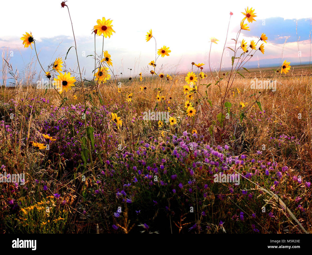 Fall Wildflowers in Grasslands Stock Photo - Alamy