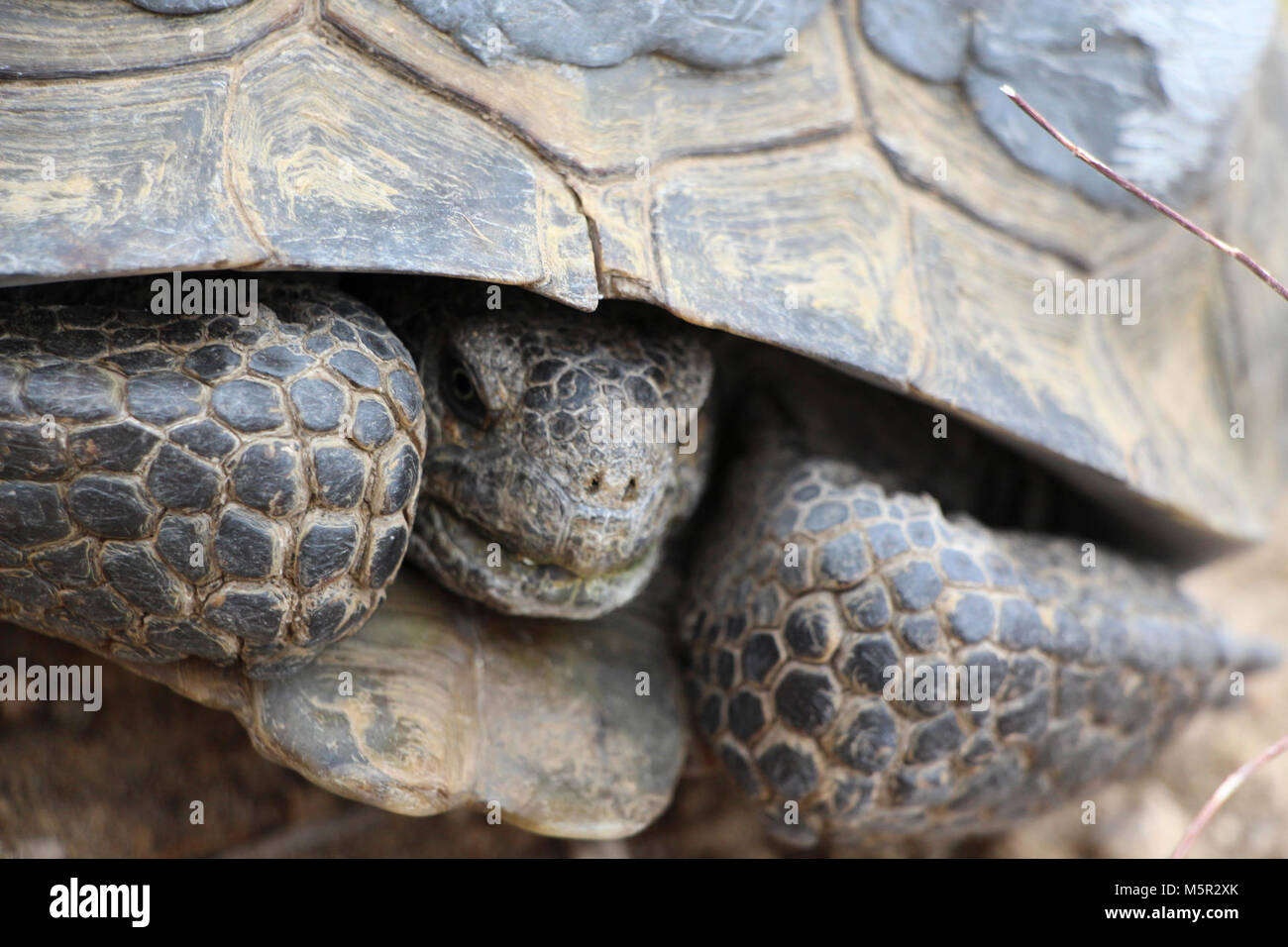 Female Desert Tortoise Stock Photo - Alamy
