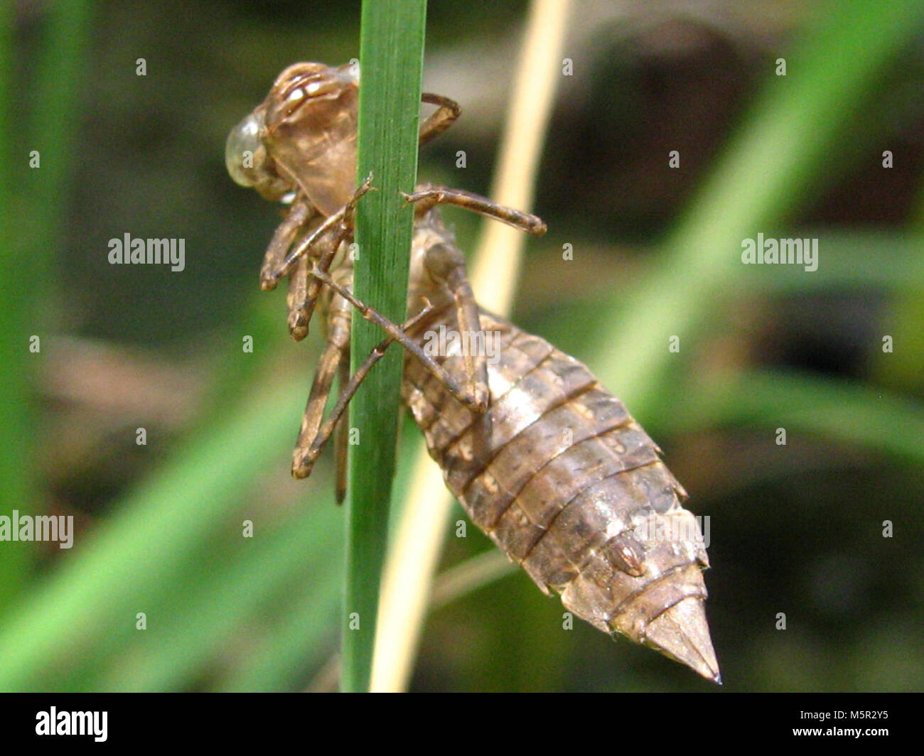 Flame Skimmer (Libellula saturata) nymph; Palms Oasis Stock Photo - Alamy