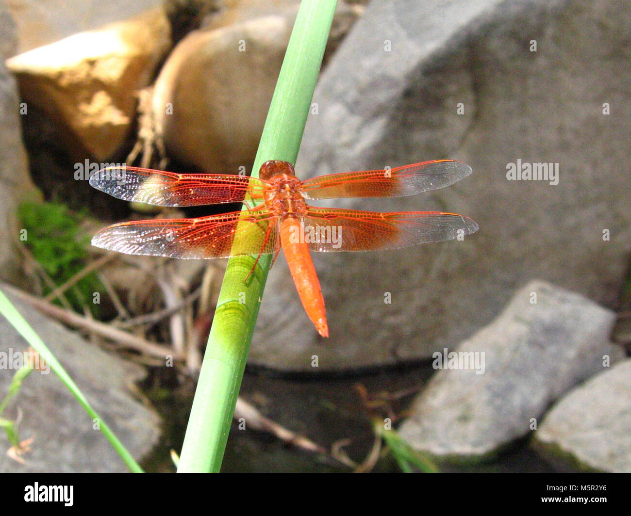 Flame skimmer (Libellula saturata); Palms Oasis Stock Photo - Alamy
